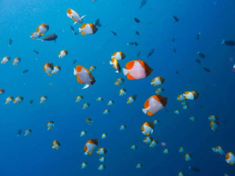 Semporna: Mabul and Kapalai Trip in Snorkel or Dive & Lunch - Who Will Love This Tour?