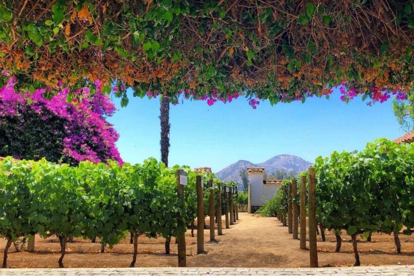 Sensory Journey: Visit to the Santa Rita vineyards - Frequently Asked Questions
