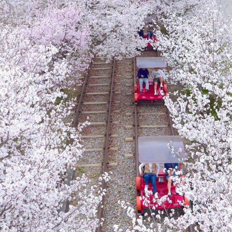 Seoraksan & Nami & Rail Bike & Morning Calm - Who Will Love This Tour?