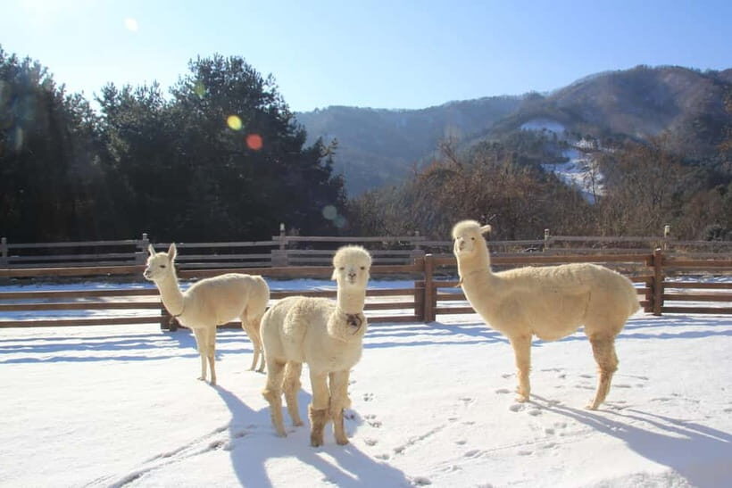 Seoul: Alpaca/Nami/Eobi(+RailBike, Strawberry optional) Tour - Key Points