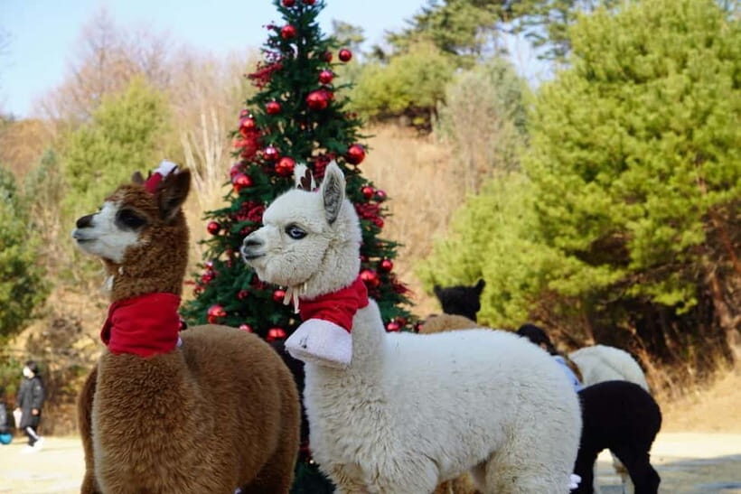 Seoul: Alpaca/Nami/Eobi(+RailBike, Strawberry optional) Tour - A Clear Look at the Itinerary