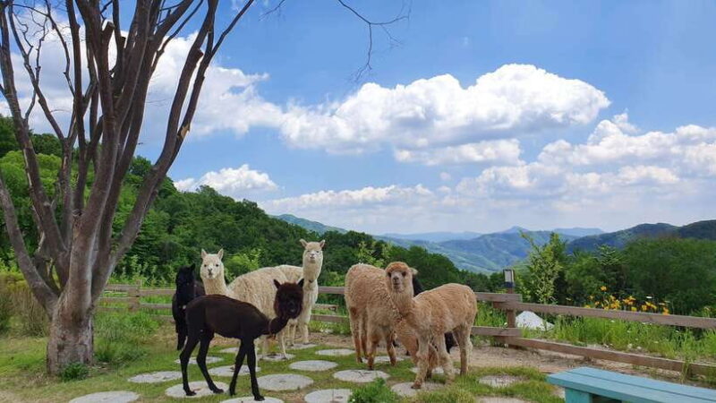 Seoul: Alpaca/Nami/Garden of Morning Calm Tour (+Rail Bike) - Key Points