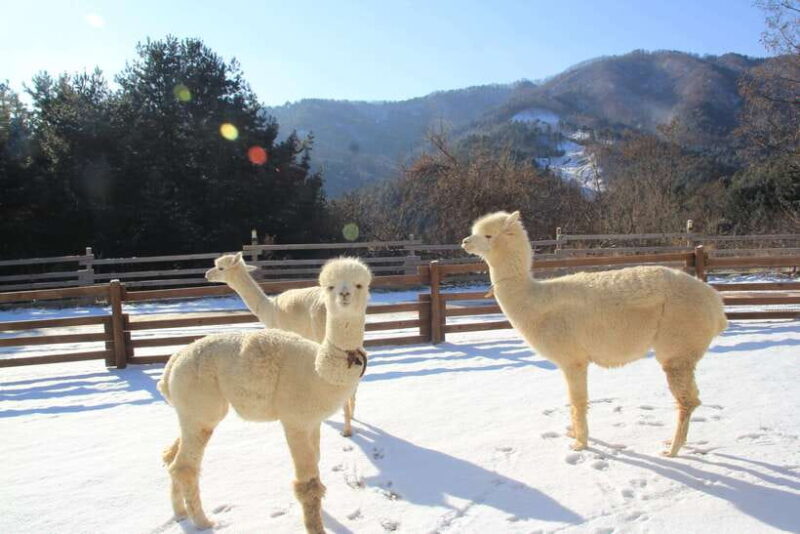 Seoul: Alpaca/Nami/Garden of Morning Calm Tour (+Rail Bike) - Itinerary Breakdown: What You Can Expect