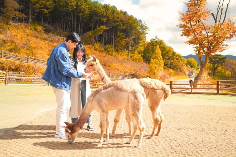 Seoul: Alpaca World and Nami Island (with Garden / Railbike) - An Introduction to the Tour Experience