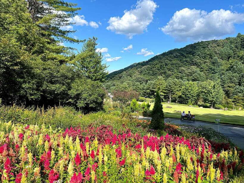 Seoul: Alpaca World and Nami Island (with Garden / Railbike) - The Sum Up