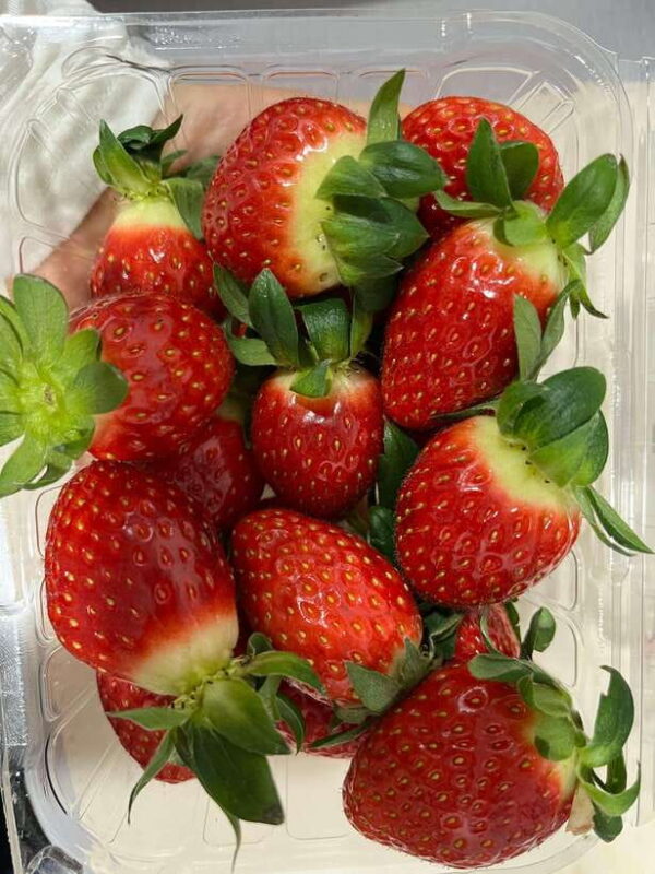 Seoul: Alpaca World, Nami, Eobi and Strawberry Picking Tour - Key Points