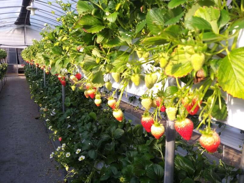 Seoul: Alpaca World, Nami, Eobi and Strawberry Picking Tour - Final Thoughts