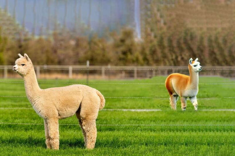 Seoul: Alpaca World & Nami Island (+Gangchon Railbike) - The Itinerary Breakdown