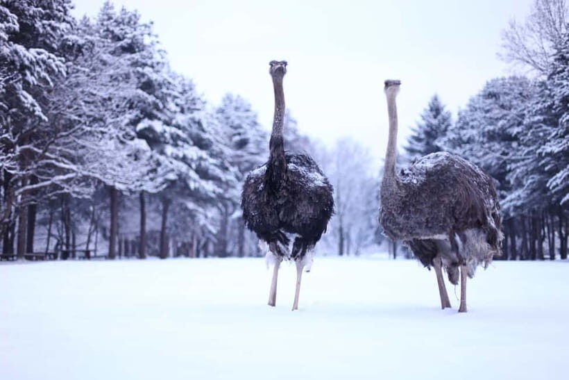 Seoul: Eobi Valley(Winter), Strawberry, Nami Island and Bike - The Sum Up