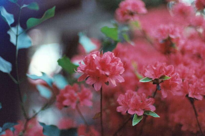 Seoul Film Camera Club - Who Should Consider This Experience?