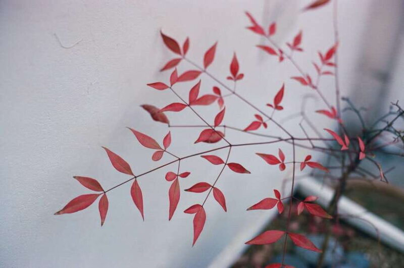 Seoul Film Camera Club - The Sum Up