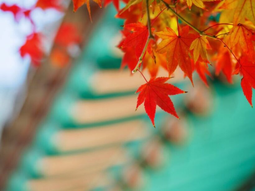 Seoul: Hwadamsup & Luge & Korea Folk Village One Day Tour - Logistics and Practicalities: What to Expect on the Day