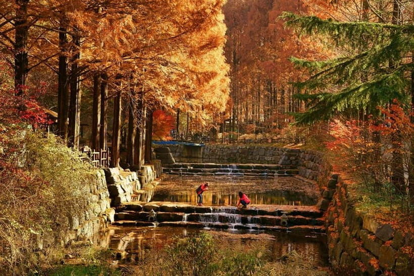 Seoul: Jangtaesan Recreational Forest Autumn Foliage Tour - Key Points