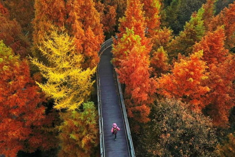 Seoul: Jangtaesan Recreational Forest Autumn Foliage Tour - Exploring the Itinerary: a Closer Look