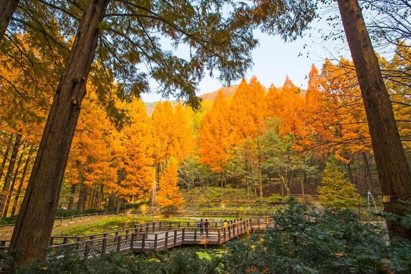 Seoul: Jangtaesan Recreational Forest Autumn Foliage Tour - Authenticity & Quality: What Past Travelers Say