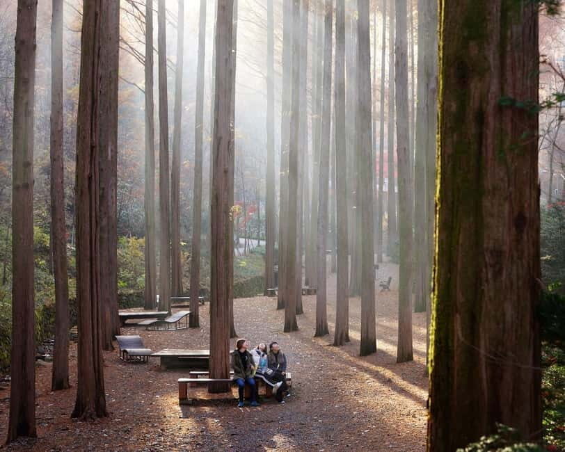 Seoul: Jangtaesan Recreational Forest Autumn Foliage Tour - Final Thoughts