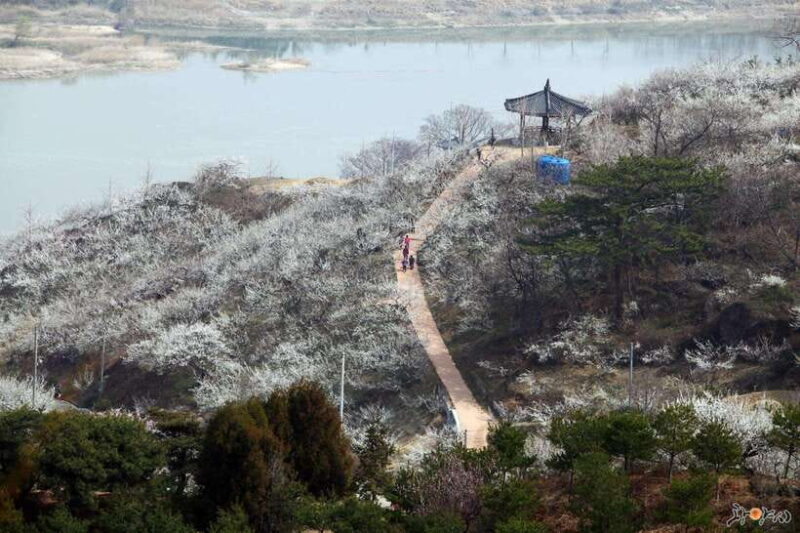 Seoul: Korea Spring Cherry Blossom Day Tour - Key Points