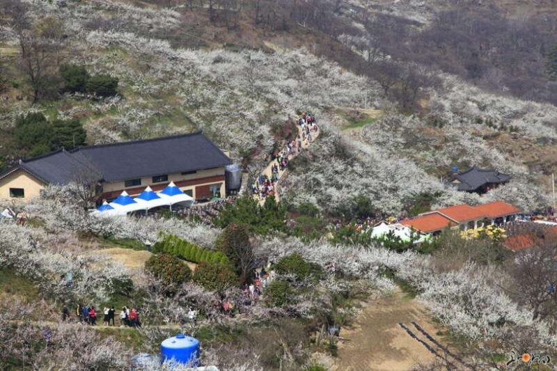 Seoul: Korea Spring Cherry Blossom Day Tour - What You Can Expect from the Day