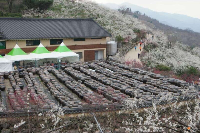 Seoul: Korea Spring Cherry Blossom Day Tour - The Practical Side: Transport, Timing, and Comfort