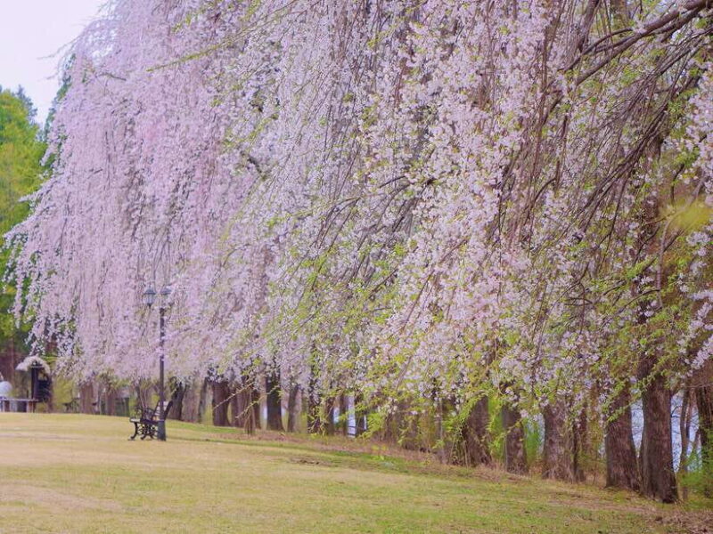 Seoul: Mt.Seorak, Nami Island, No Shopping(+RailBike Option) - Itinerary Breakdown and What to Expect