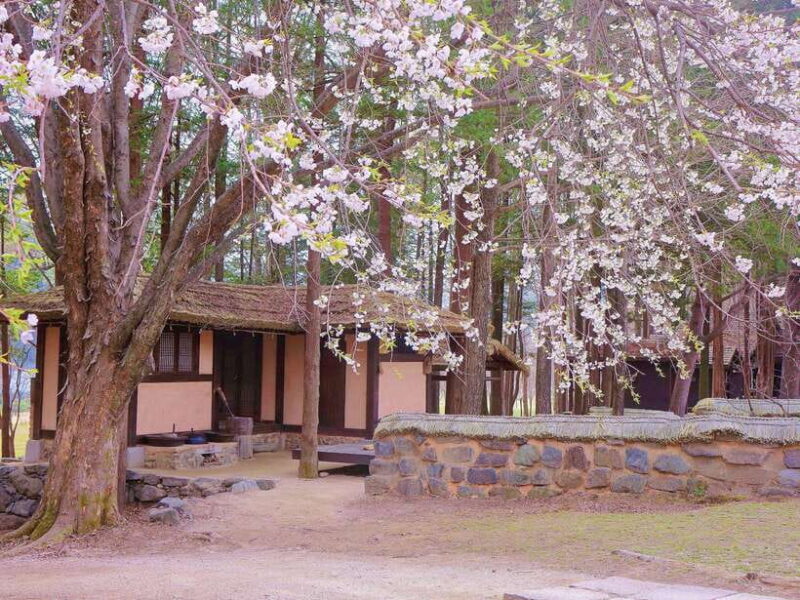 Seoul: Mt.Seorak, Nami Island, No Shopping(+RailBike Option) - Who Should Consider This Tour?