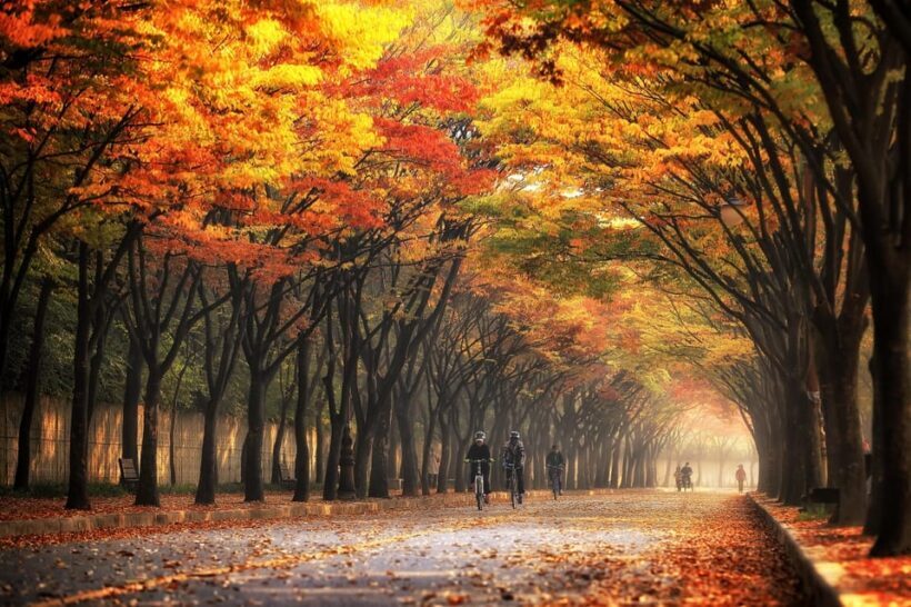 Seoul: Naejangsan National Park Autumn Foliage One Day Tour - Key Points