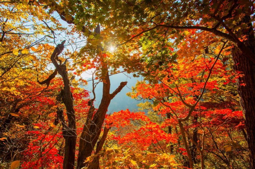 Seoul: Naejangsan National Park Autumn Foliage One Day Tour - The Sum Up