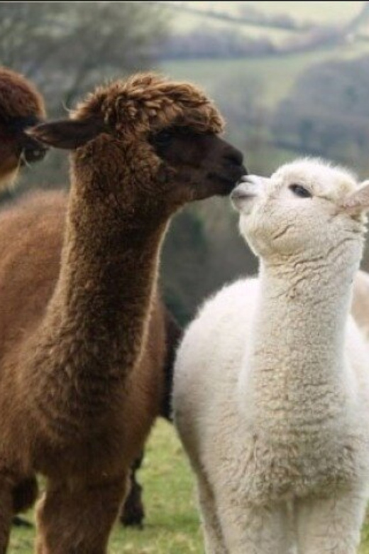 Seoul: Nami and K-Garden with Optional Alpaca Winter Tour - Authentic Experiences That Matter