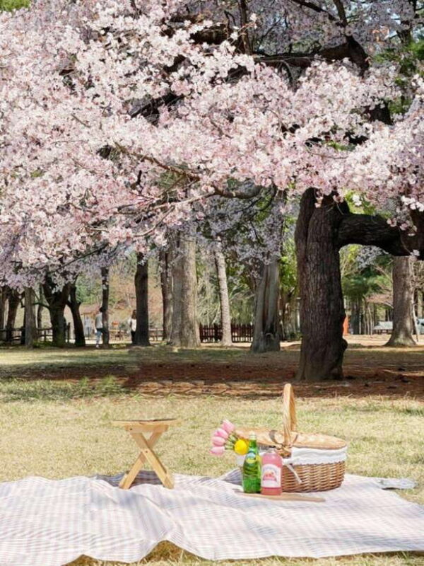 Seoul: Nami Island, Alpaca World, Morning Calm Garden - Nami Island: Natures Film Set