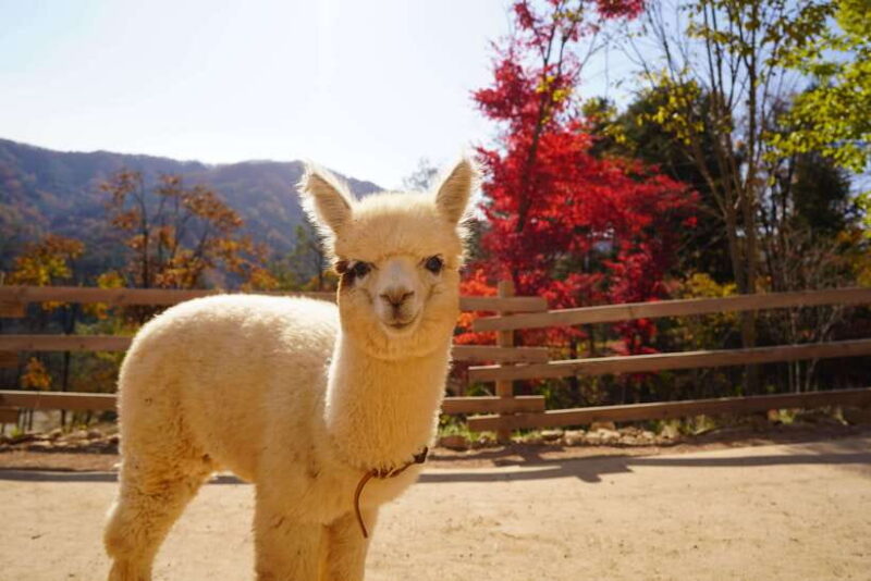 Seoul: Nami Island & Alpaca World & Railbike (+Healing Park) - Who Will Love This Tour?
