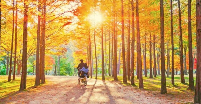 Seoul: Nami, Petite France, Italian Village, Railbike Option - Who Will Love This Tour?