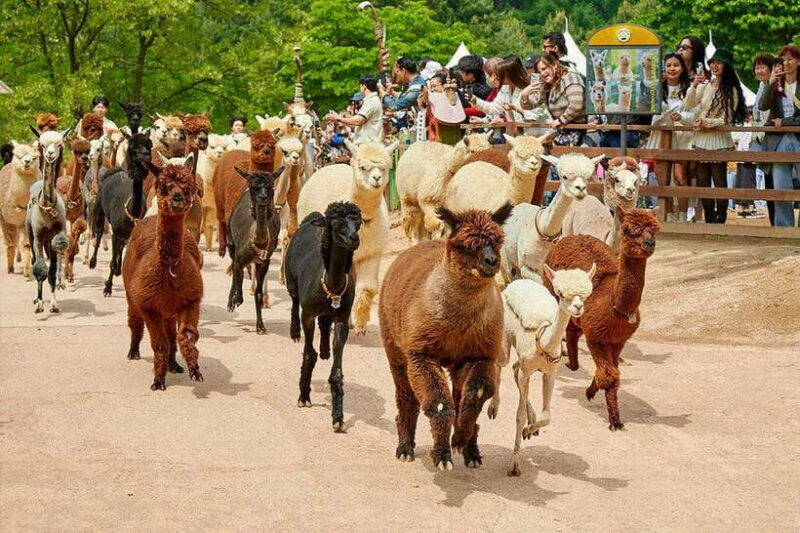 Seoul: Private Taxi Tour Car Charter - Nami Alpaca Seorak - Final Thoughts