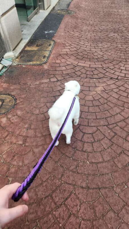 Seoul: Services of a Local for a Day (Paperwork/Tour/Fun) - The Itinerary: What to Expect