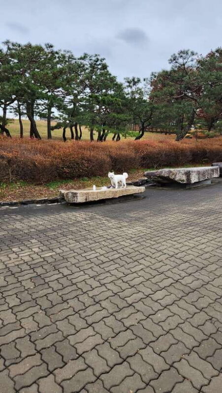 Seoul: Services of a Local for a Day (Paperwork/Tour/Fun) - FAQs