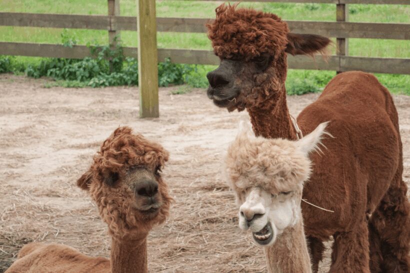 Seoul: SnowyLand in Vivaldi Park with Nami or Alpaca - Return to Seoul