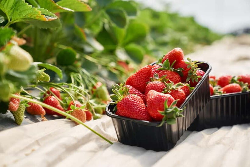 Seoul: Strawberry & Eobi Ice Valley & Nami + Optional Spots - Optional Add-Ons: Customizing Your Day