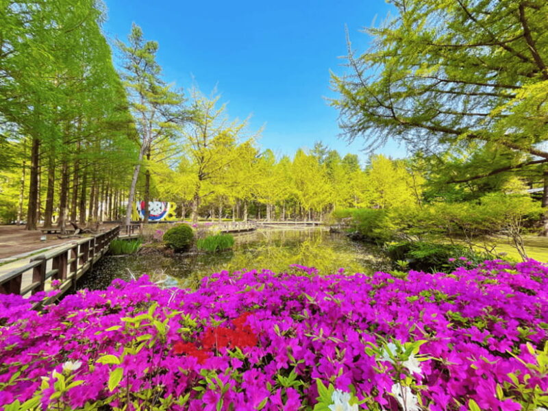 Seoul: Strawberry, Nami Island & Garden Of Morning Calm Tour - Key Points