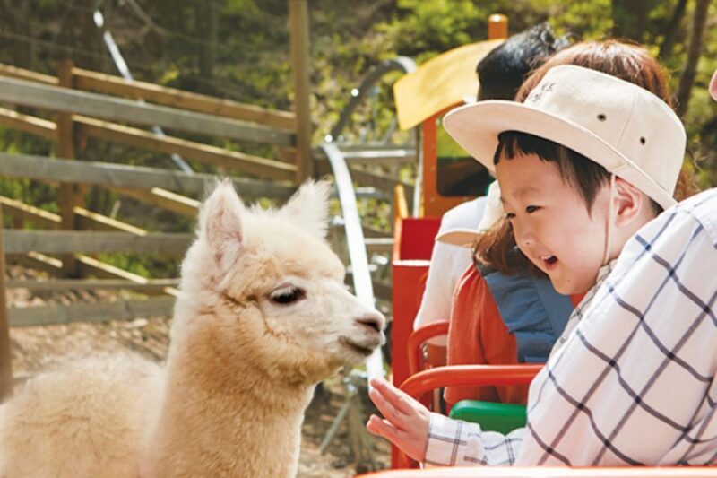 Seoul: The Painter Show with Nami Island or Alpaca World - FAQ