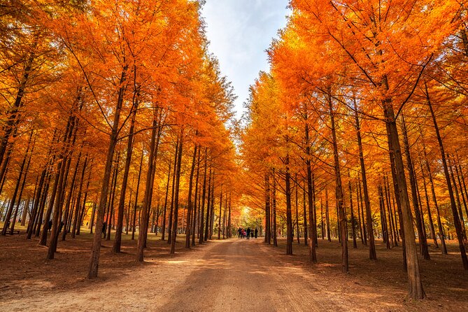 Seoul Vicinity 5 in 1: Nami Island, Garden of Morning Calm & More - Final Thoughts