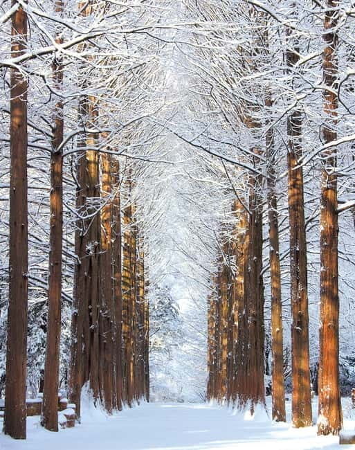 Seoul: Vivaldi Park Winter Ski with Nami Island Day Tour - An Authentic Look at the Tour Experience