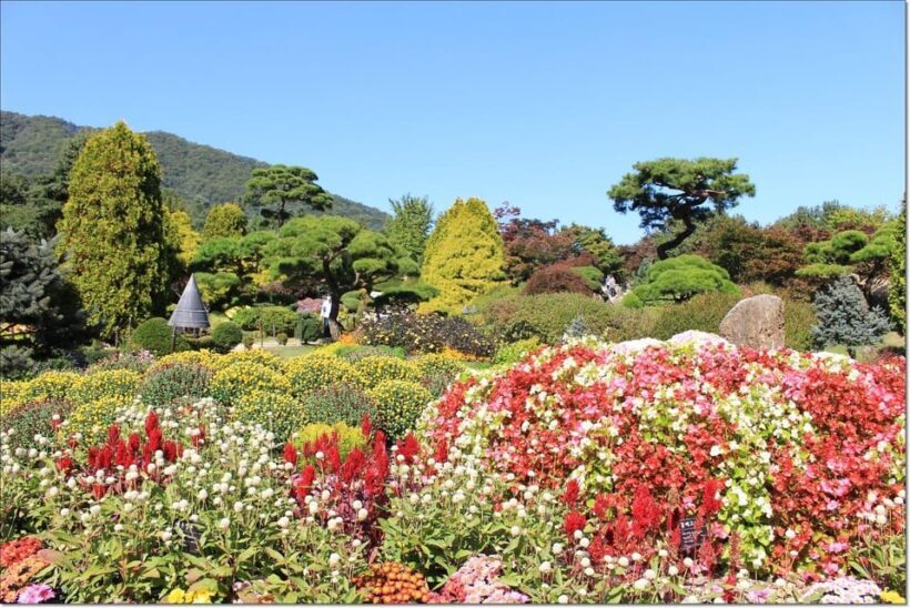 Seoul:Private-Nami Island,Morning Calm Garden,Petite France - Is This Tour Right for You?