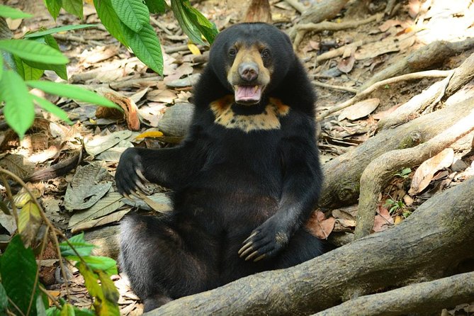 Sepilok Orang Utan & Bornean Sun Bear Centre with Sandakan City Tour with Lunch - Key Points