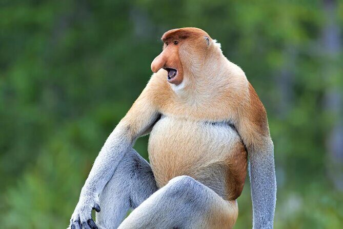 Sepilok Orang Utan, Labuk Bay Proboscis Monkey and Sun Bear Tour - Key Points