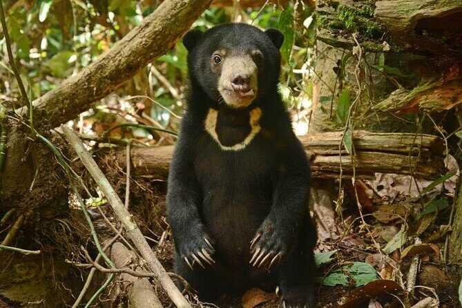 Sepilok Orang Utan, Sun Bear & Sandakan Nature City Tour + Lunch - FAQ