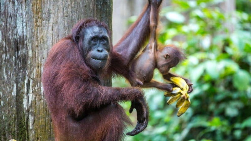 Sepilok Orangutan & Sun Bear Half-Day Tour | Sandakan - Key Points