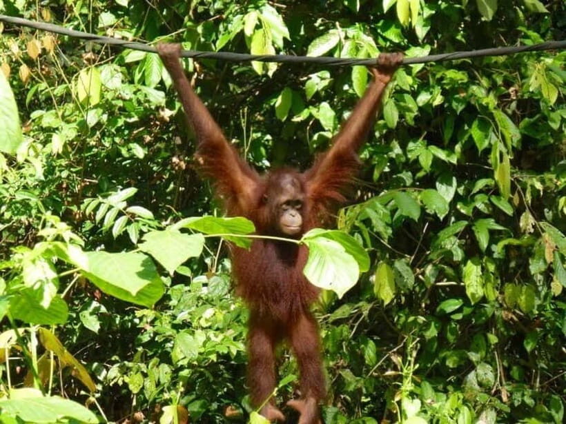 Sepilok OrangUtan, Sun Bear & Labuk Bay Full Day Trip - What to Expect from Your Full-Day Adventure
