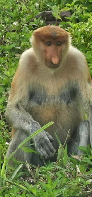 Sepilok OrangUtan, Sun Bear & Labuk Bay Full Day Trip - Authentic Feedback from Travelers
