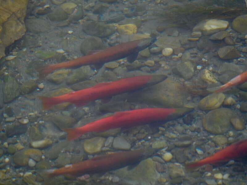 September 2025 British Columbia Rocky Mountain Birding Tour - FAQs