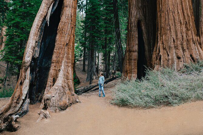 Sequoia Full Day Private Tour and Hike - FAQ
