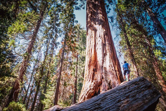 Sequoia & Kings Canyon Two Day Private Tour & Hike - An Introduction to the Tour